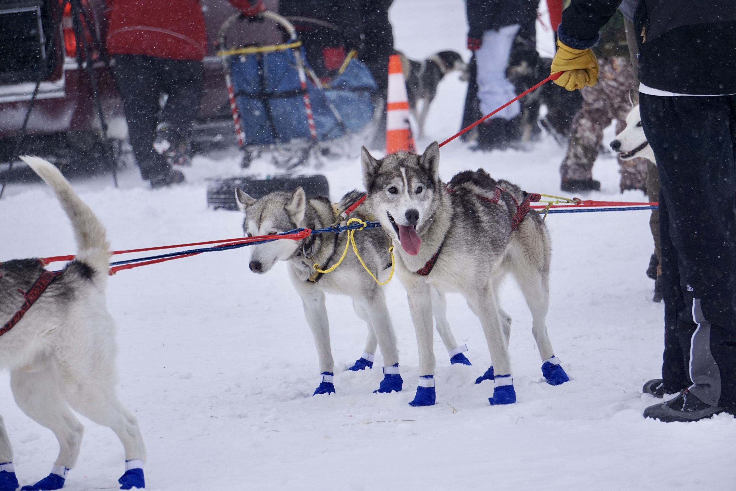 Day On A Dog Sled Raven Words Press day-on-a-dog-sled-raven-words-press